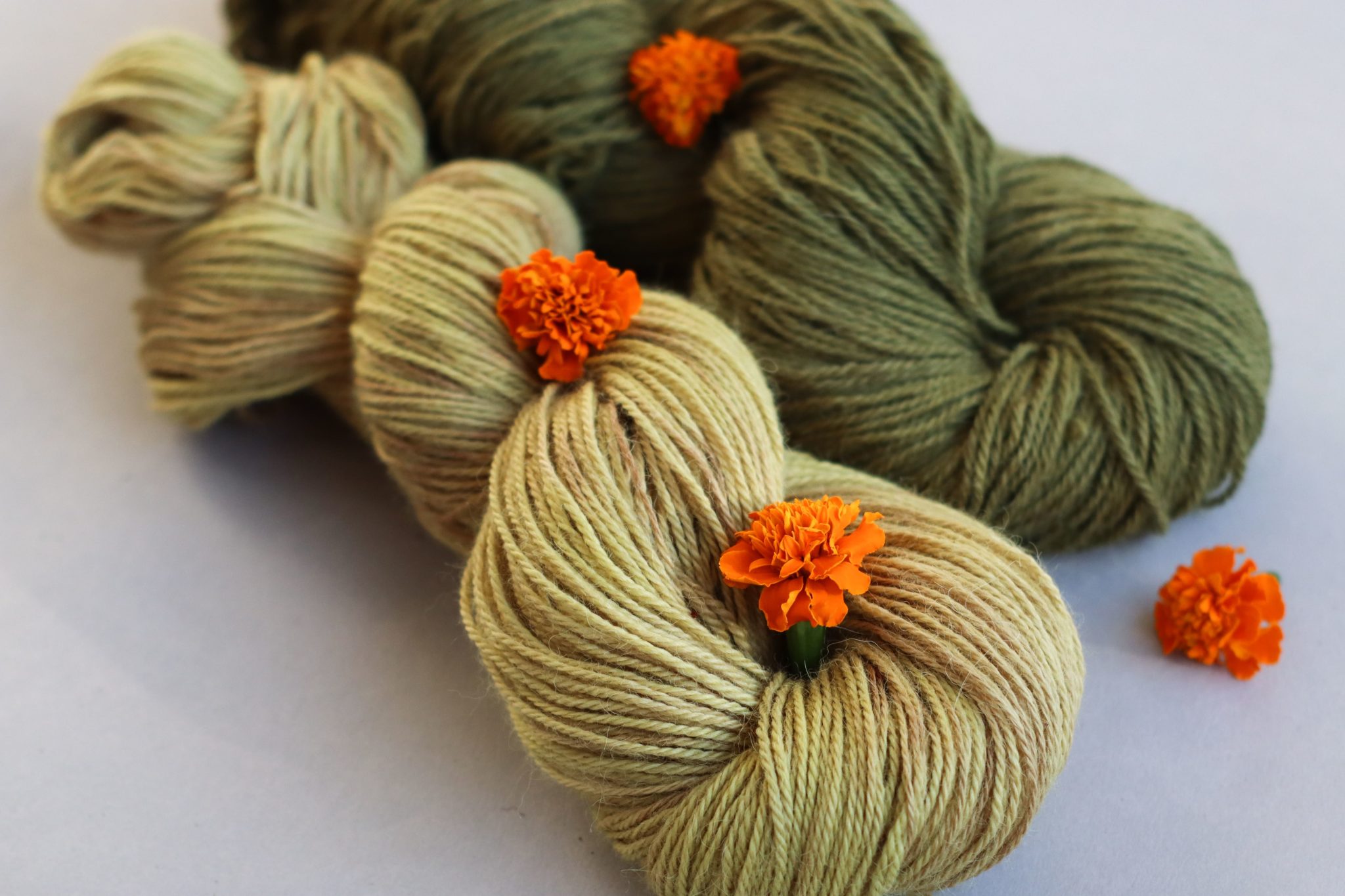 Natural Dyes for textiles Wool: Marigolds - Knomad Yarn